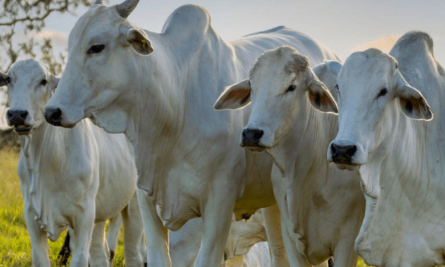 CDP 2023 disclosure data factsheet - CDP CDP 2023 disclosure data factsheet - CDP